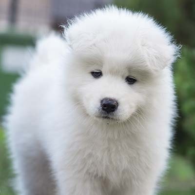 Lekcie Pets Yoga Bratislava | Spojenie jogy a šteniatok